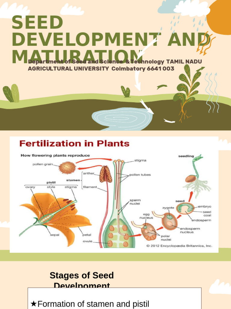 Seed Development and Maturation | PDF | Seed | Pollen