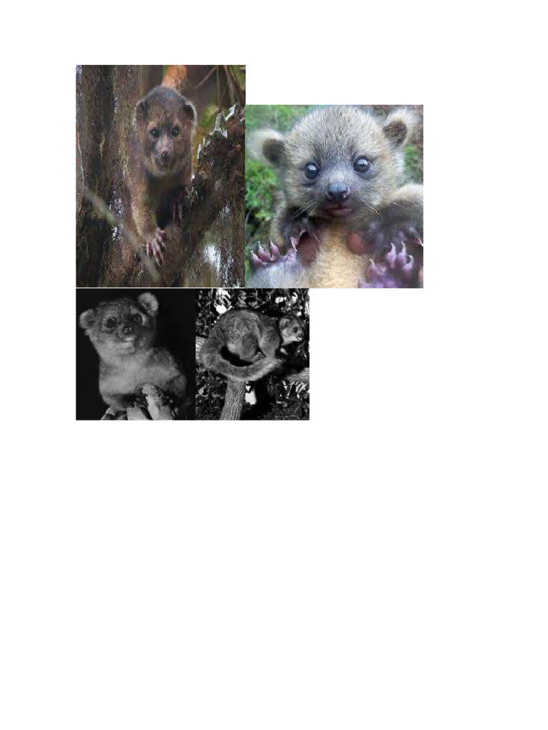 Olinguito | PDF