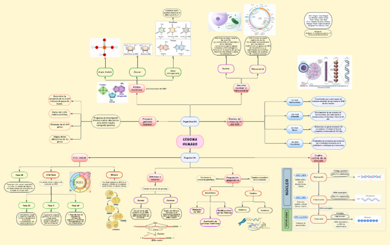 Estructura y Regulación del Genoma Humano | PDF | Adn | Rna