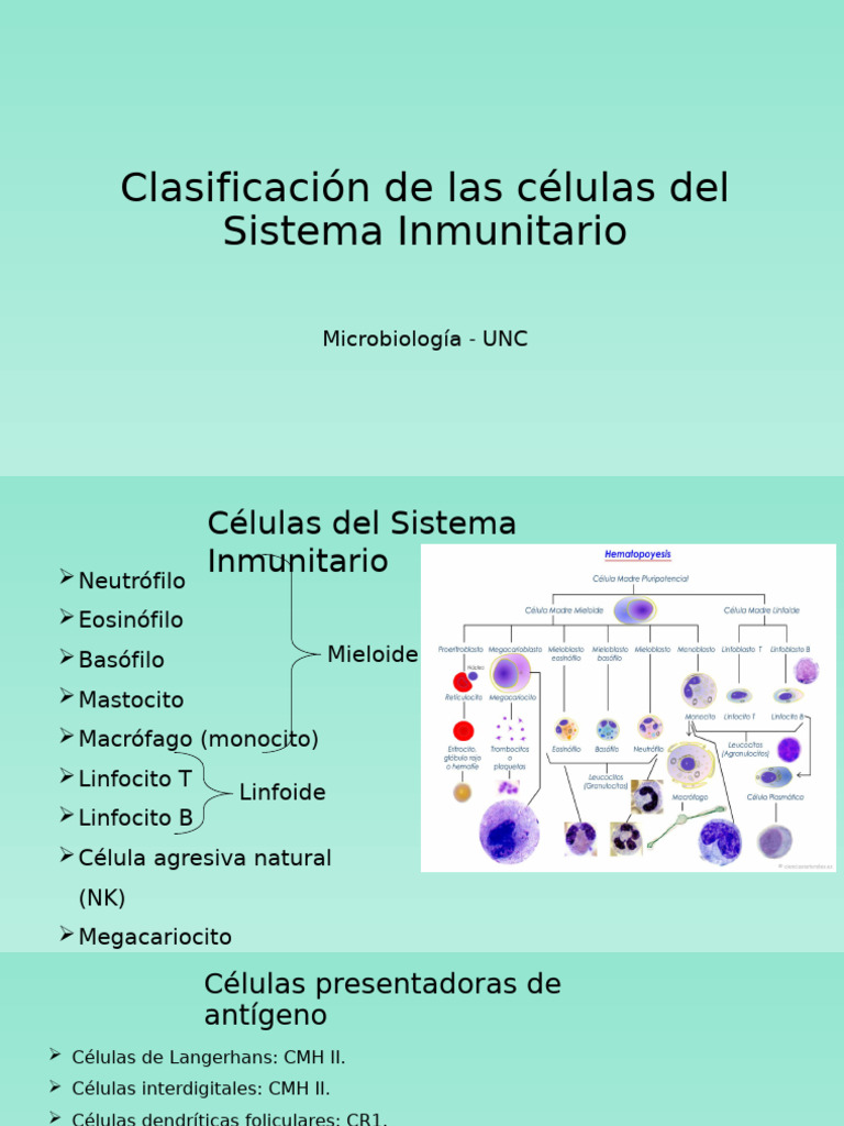 Clasificación de Células Del Sistema Inmunitario | PDF | Linfocitos | Sistema inmune
