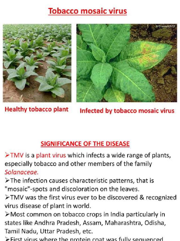 TMV | PDF