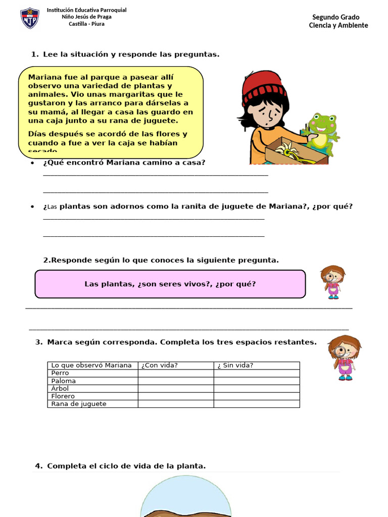 Ficha de Ciclo de Vida de La Planta | PDF | Botánica | Plantas