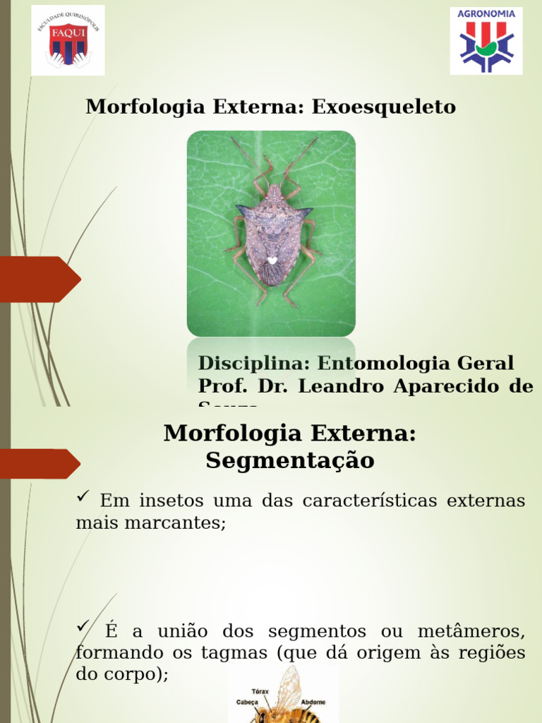 Morfologia Externa dos Insetos: Exoesqueleto e Segmentação | PDF