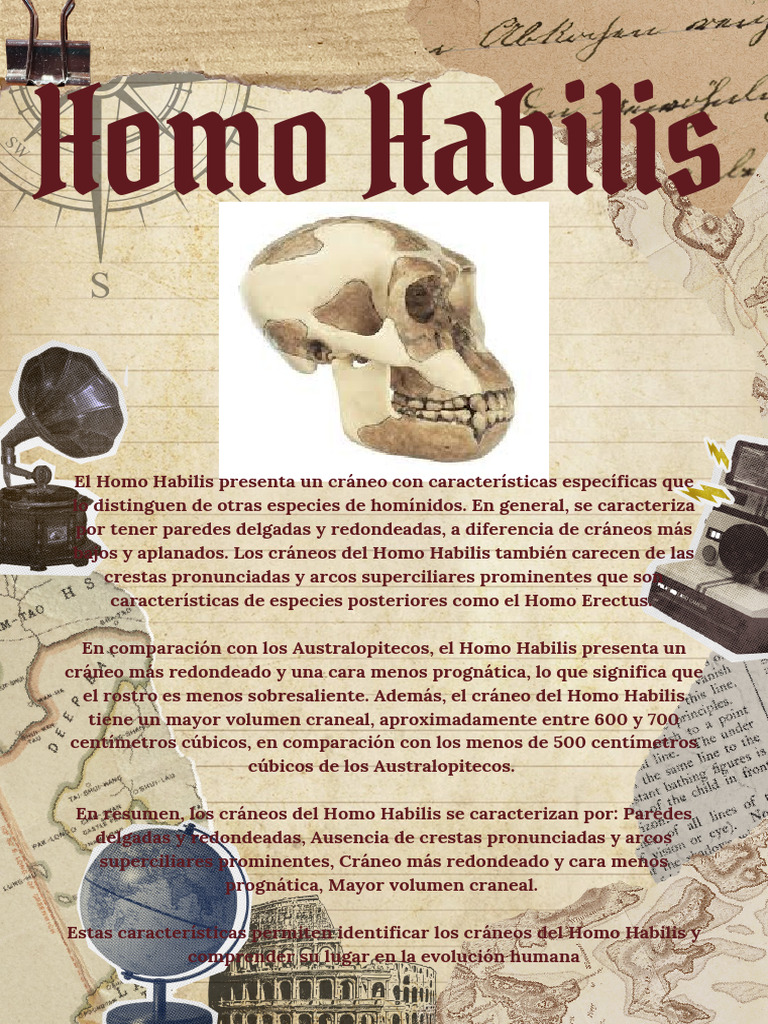 Homo habilis | PDF | Cráneo | neanderthal