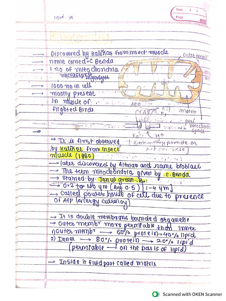 Mitochondria.. Detailed Notes 11 | PDF