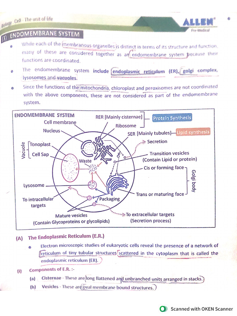 Diagram of Endomembrane System | PDF