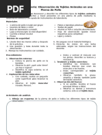Tejidos en el muslo de pollo | PDF | Hueso | Músculo