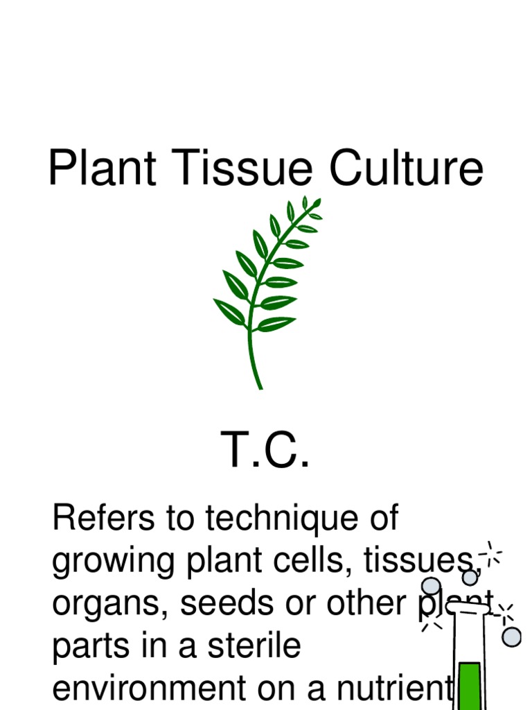 Presentation 3 History of PTC | PDF | Transformation (Genetics ...