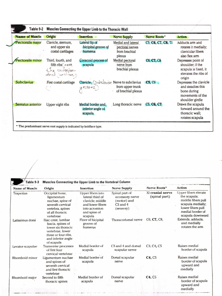 Muscles of Superior Extremity | PDF