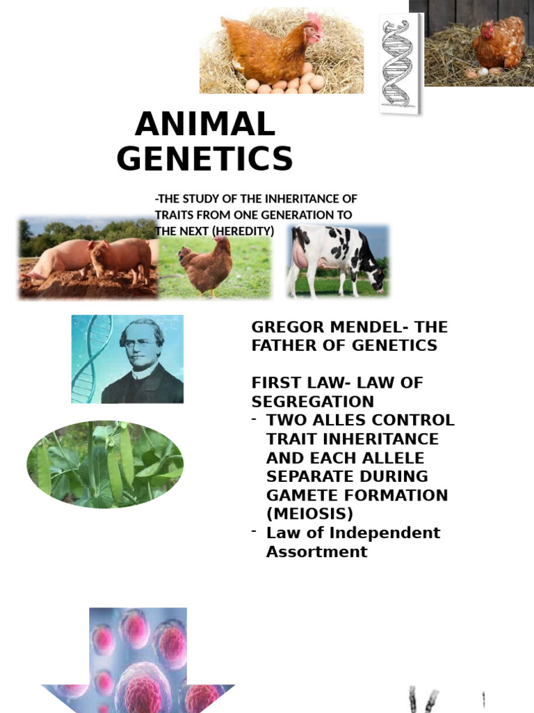 Animal Genetics | PDF
