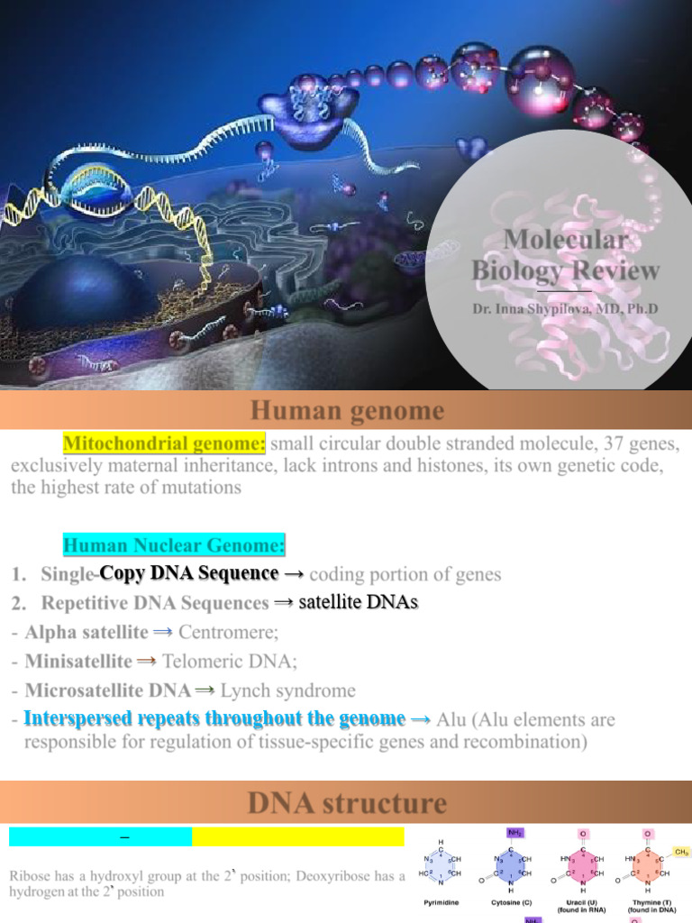 Molecular Biology Review | PDF | Dna Replication | Translation (Biology)