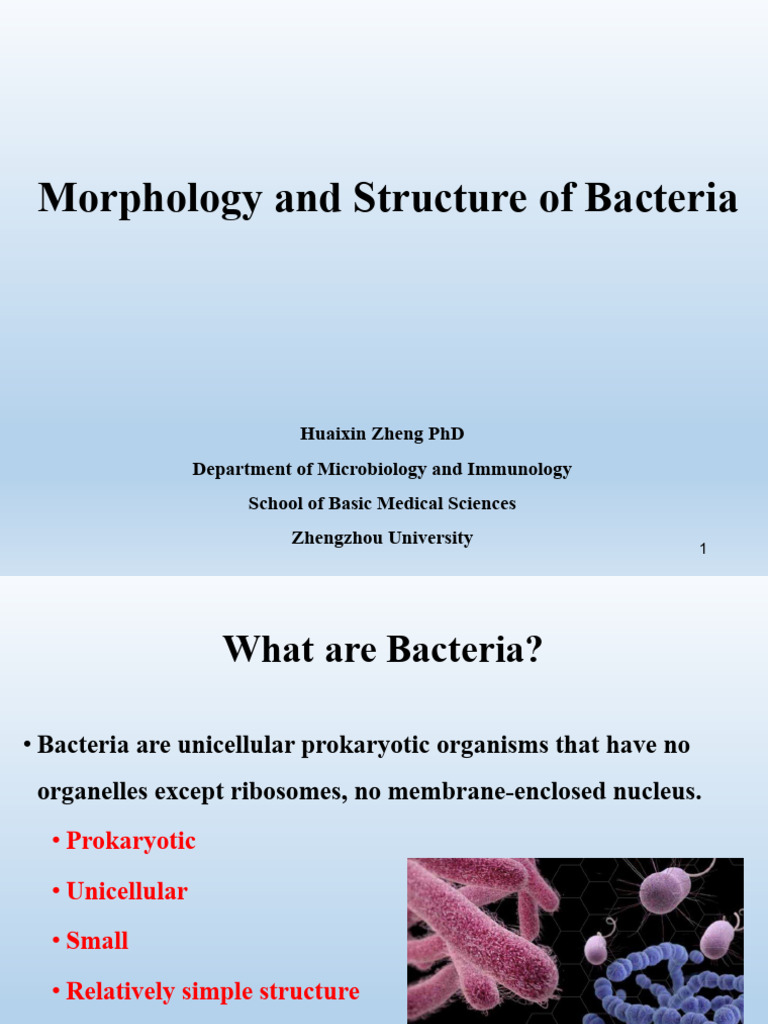 1 Bacterial Morphology and Structure | PDF | Bacteria | Gram Positive ...