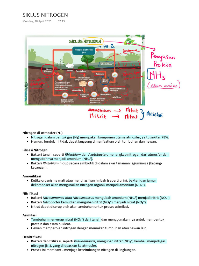 Siklus Nitrogen | PDF