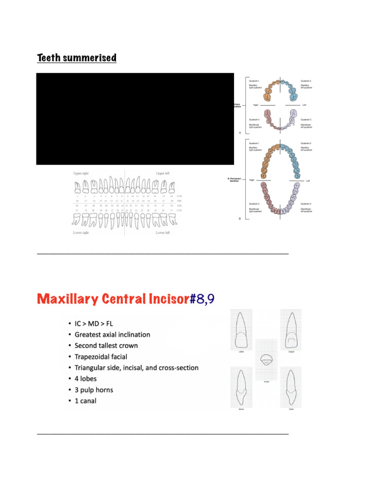 Dental Anatomy: Tooth Identification Guide | PDF