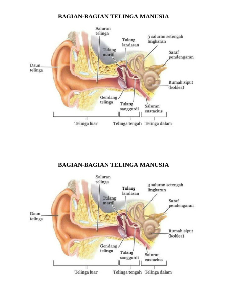 Bagian Telinga | PDF