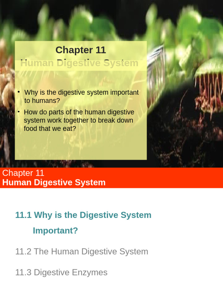 C14 - Human Digestive System Slides (NA) | PDF | Digestion | Bile