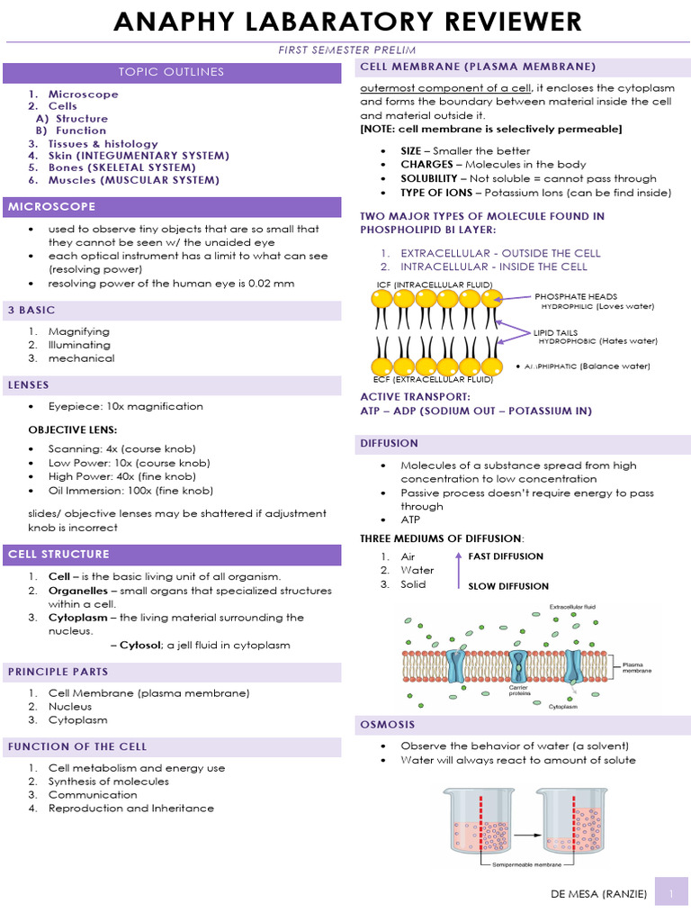 Anaphy Lab 1st Year Prelim | PDF | Vertebral Column | Epithelium
