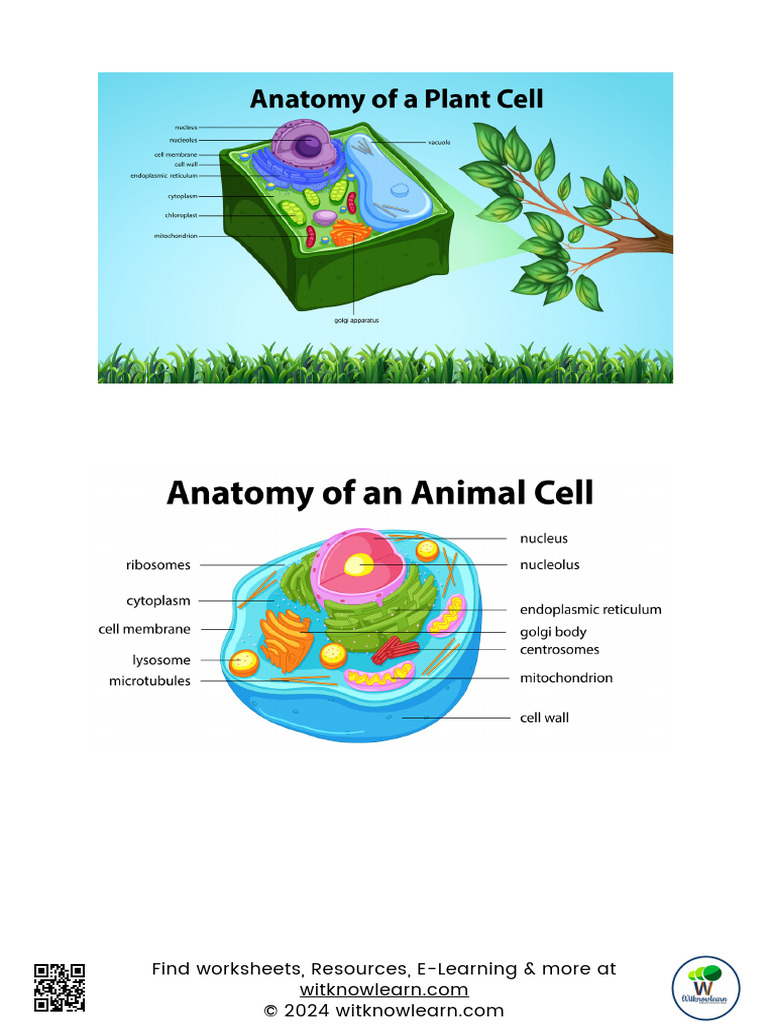 Plant and Animal Cell Diagram | PDF