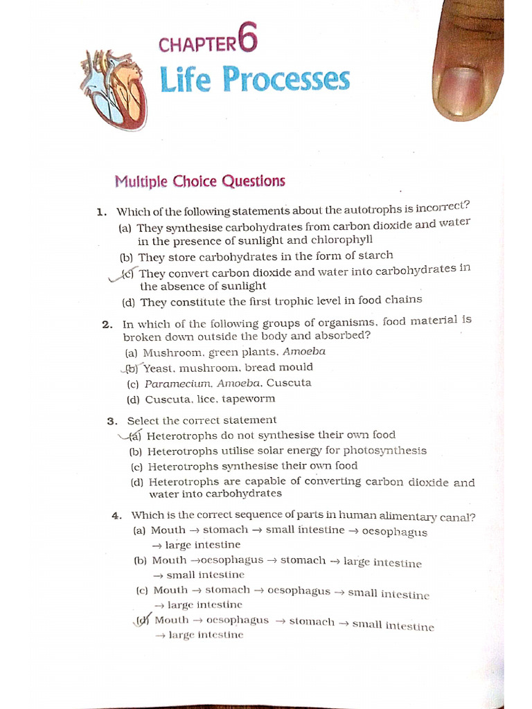 NCERT EXEMPLES of science of ch 5 (life process) | PDF