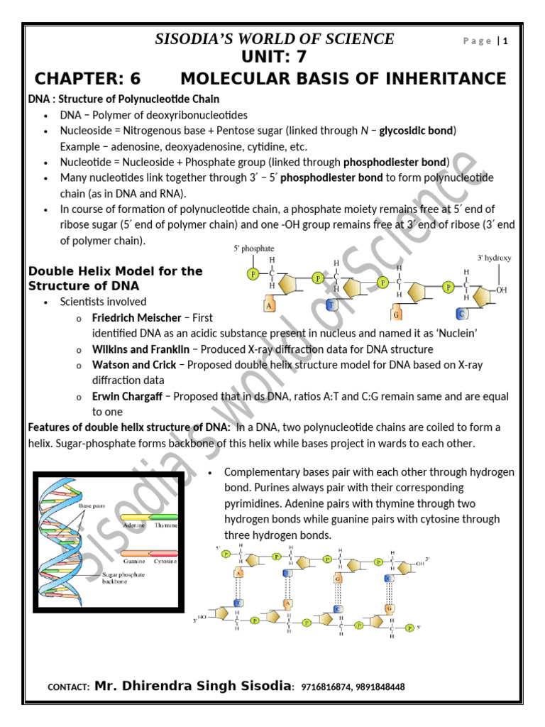 12 ch-6 Molecular Basis of Inheritance Notes | PDF | Operon ...