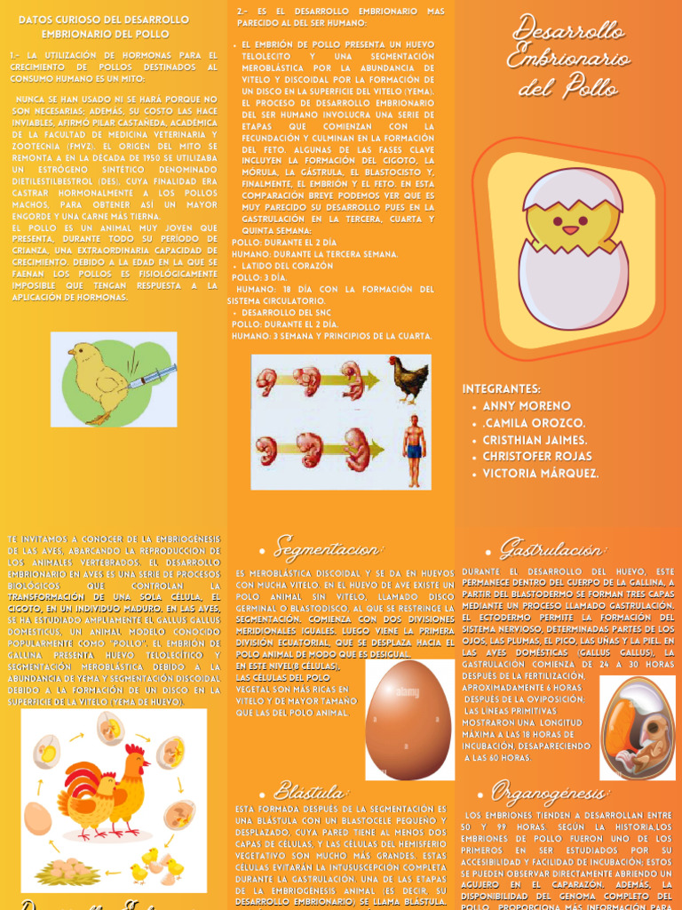 Triptico Desarrollo Embrionario Del Pollo | PDF | Embrión | Zoología
