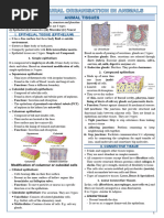 Class 9th Animal Tissue Notes | PDF | Epithelium | Muscle