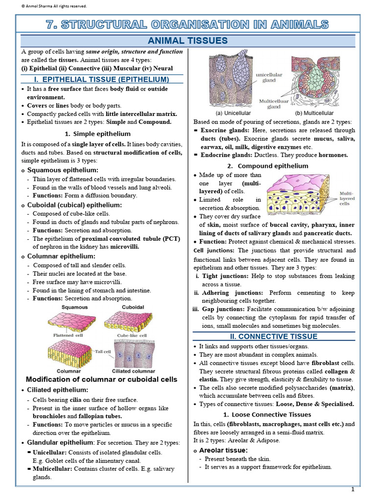 Types of Animal Tissues Explained | PDF | Epithelium | Muscle