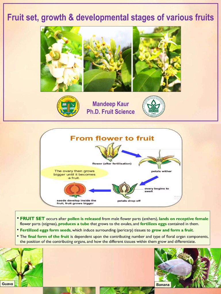 Banana Sigmoid Curve | PDF