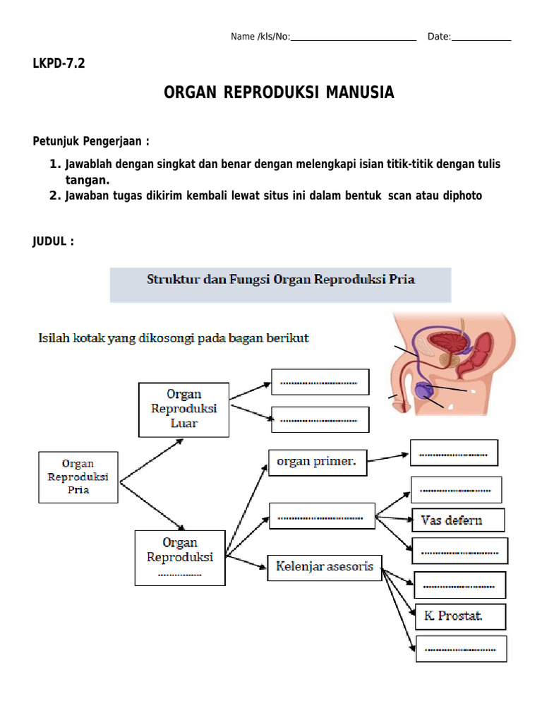 LKPD-7.2 Organ Reproduksi Manusia | PDF