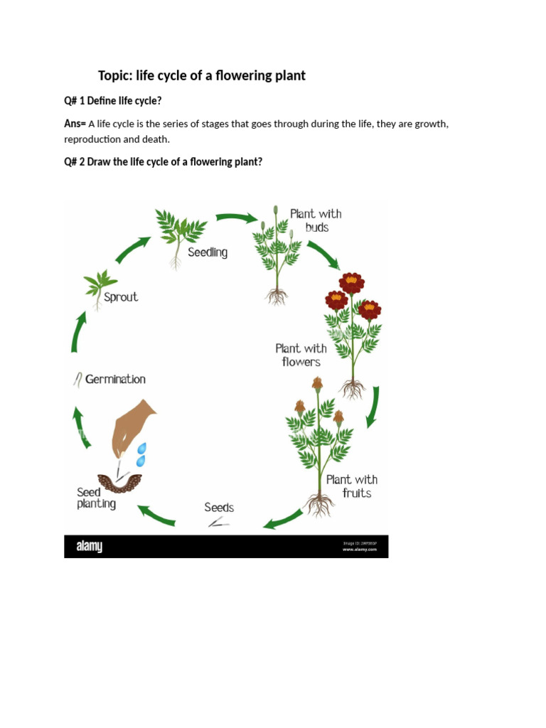 Life Cycle | PDF