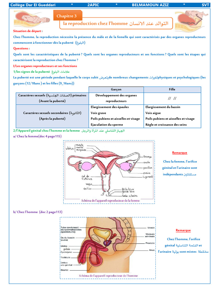 Reproduction humaine : Puberté et cycles | PDF | Cycle menstruel ...