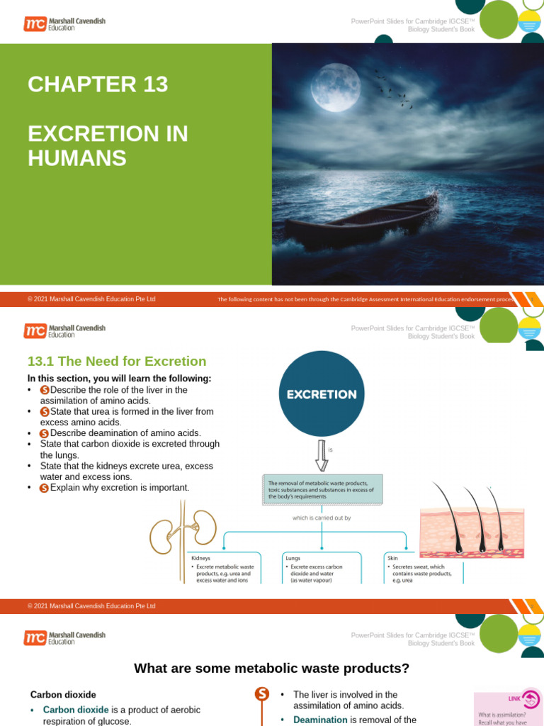 IGCSE Biology Topic 13 | PDF | Kidney | Urinary System