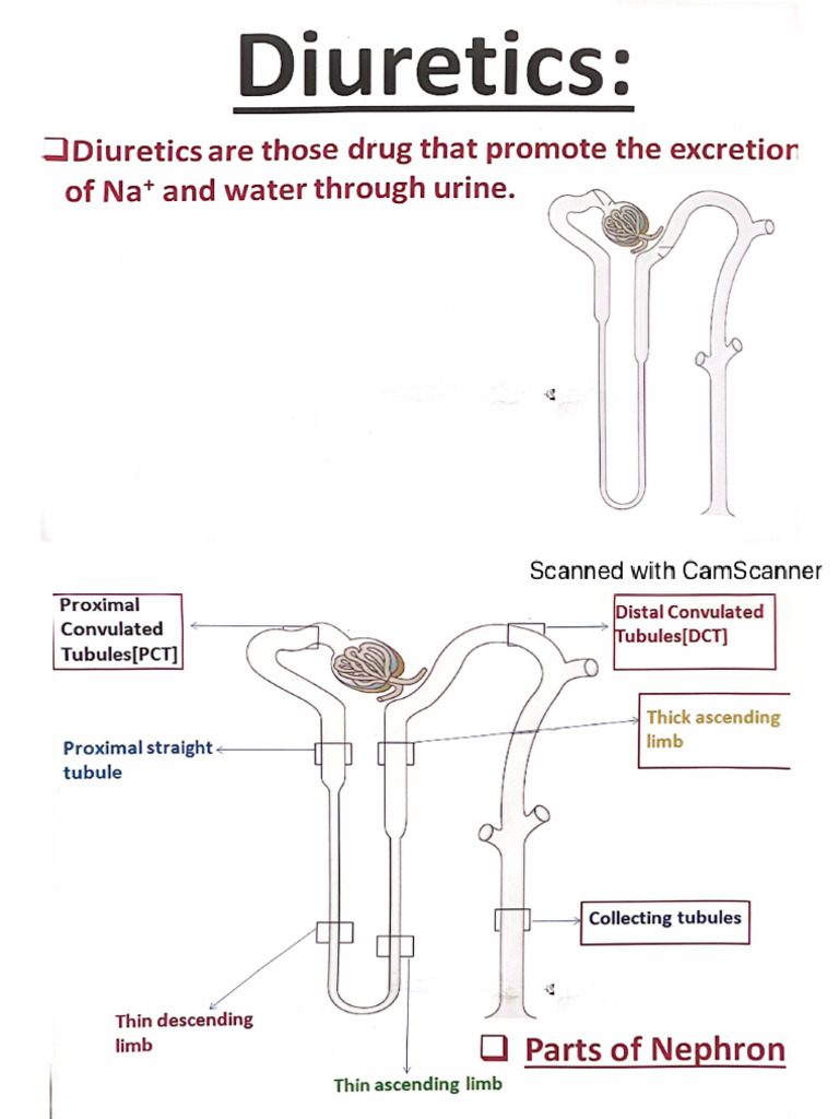 Diuretics | PDF