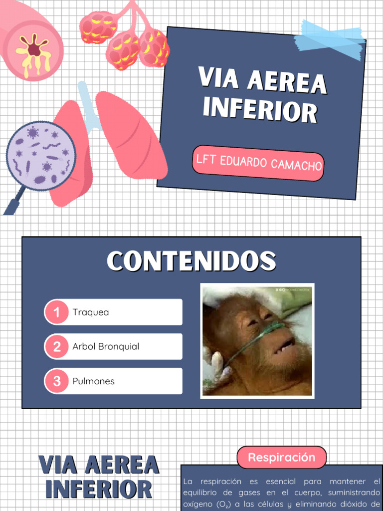 Via Aerea Inferior | PDF | Pulmón | Sistema circulatorio