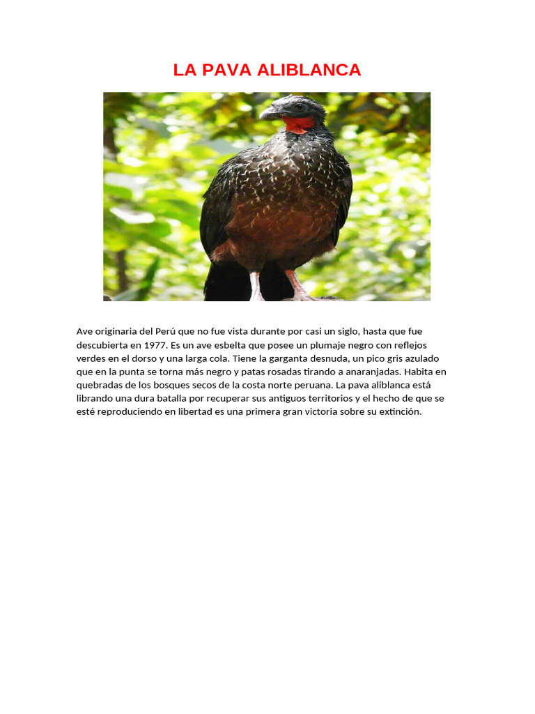 Pava Aliblanca: Información y Conservación | PDF