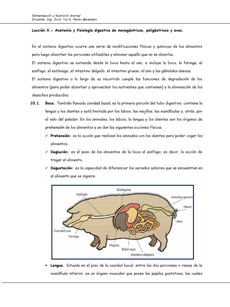 Anatomía y Fisiología Digestiva de Monogástricos, Poligástricos y Aves | PDF | Sistema digestivo ...
