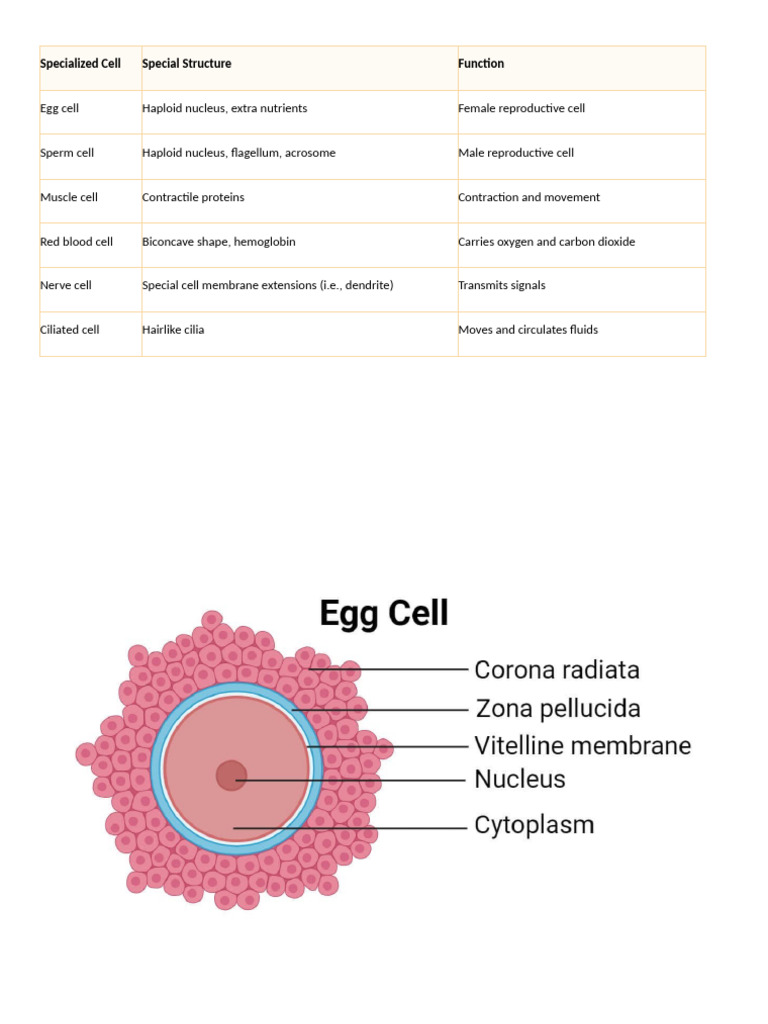 Specialized Cell | PDF
