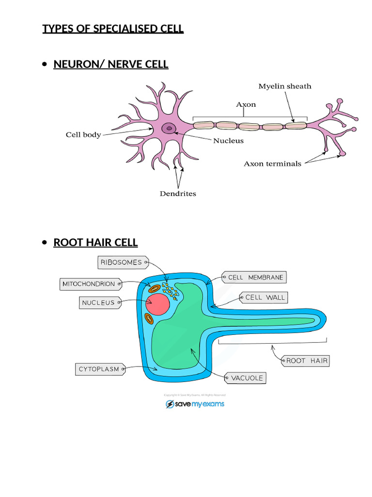 Types of Specialised Cell | PDF