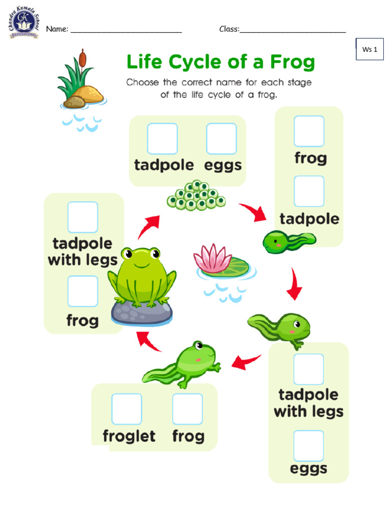 Worksheet and Homework Frog Life Cycle and Phonics SH | PDF