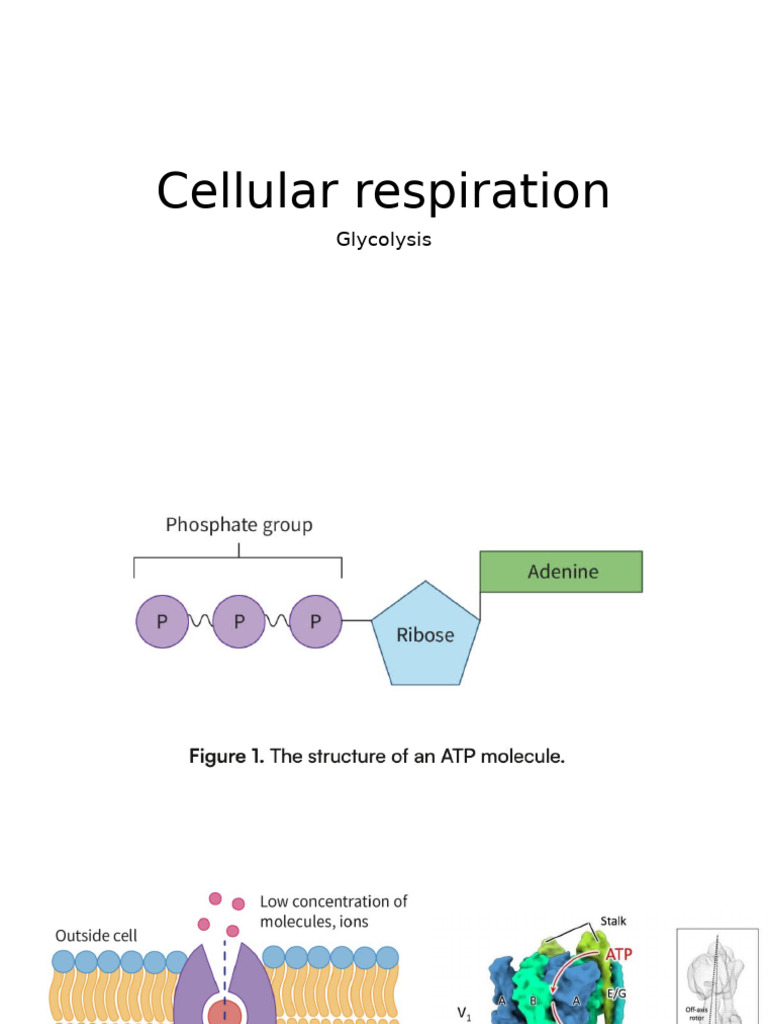 IB Cellular Respiration | PDF