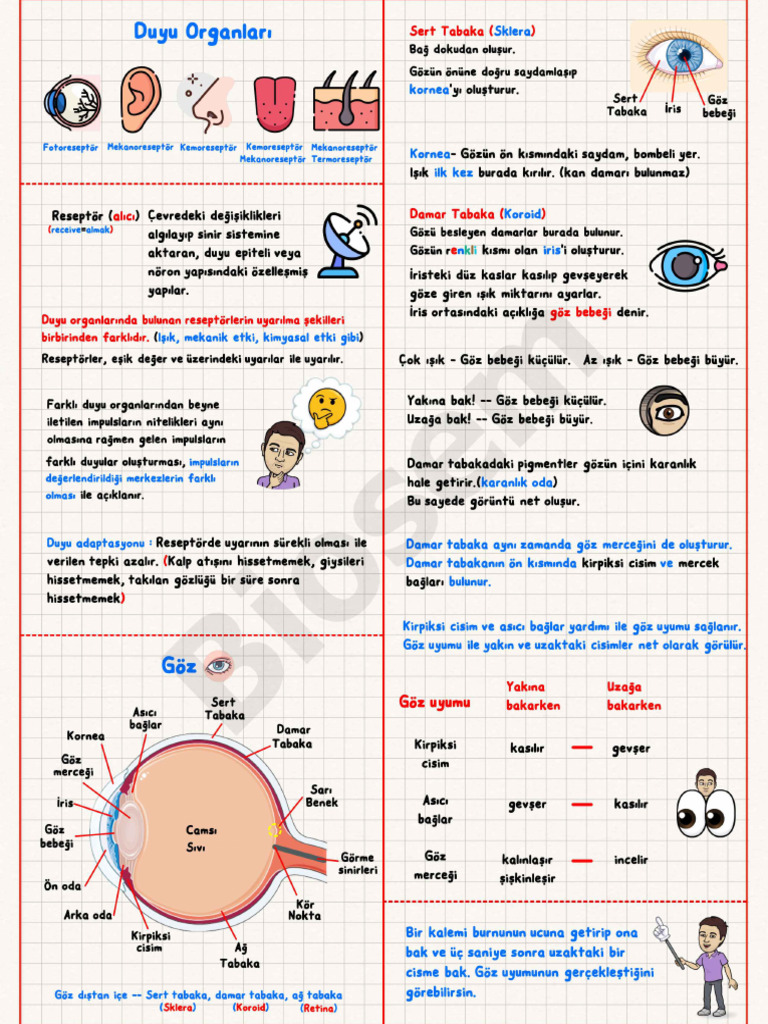 Duyu Organlari Biosem | PDF