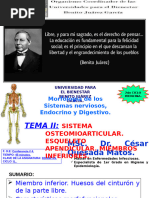 Tróclea - Qué Es, Significado, Ubicación, Función y Lesiones | PDF ...