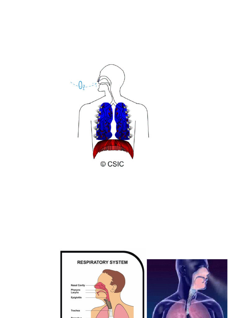 2025 Anatomy Lecture Respiratory | PDF