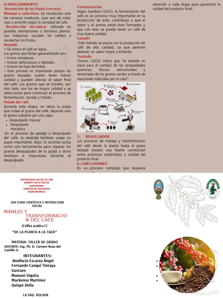 Triptico Del Cafe1 | PDF | café | Agricultura