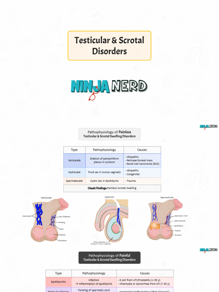Testicular & Scrotal Disorders | PDF | Genitourinary System Diseases ...