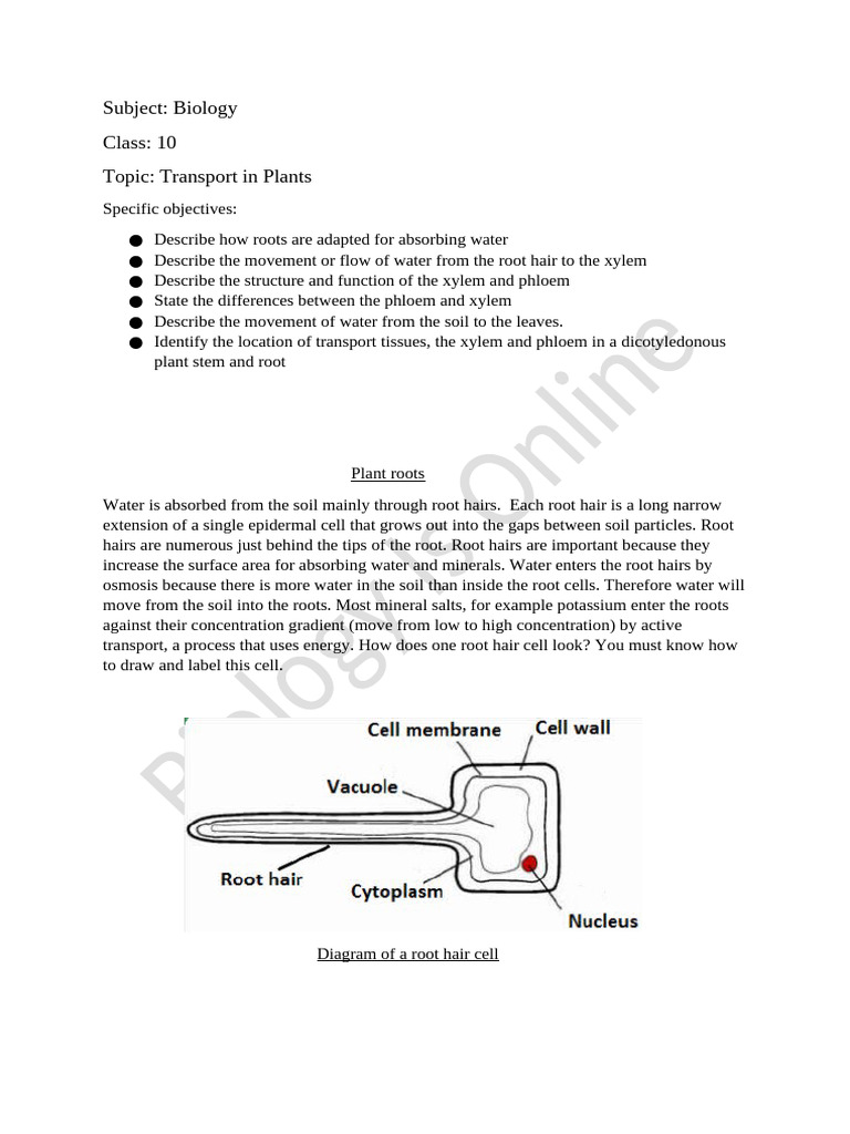Transport in Plants Handout - Grade 11 - Biology | PDF | Root | Leaf