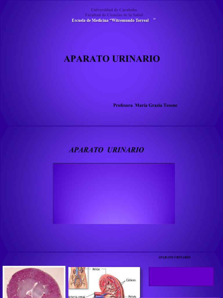 Aparato Urinario | PDF | Riñón | Sistema urinario