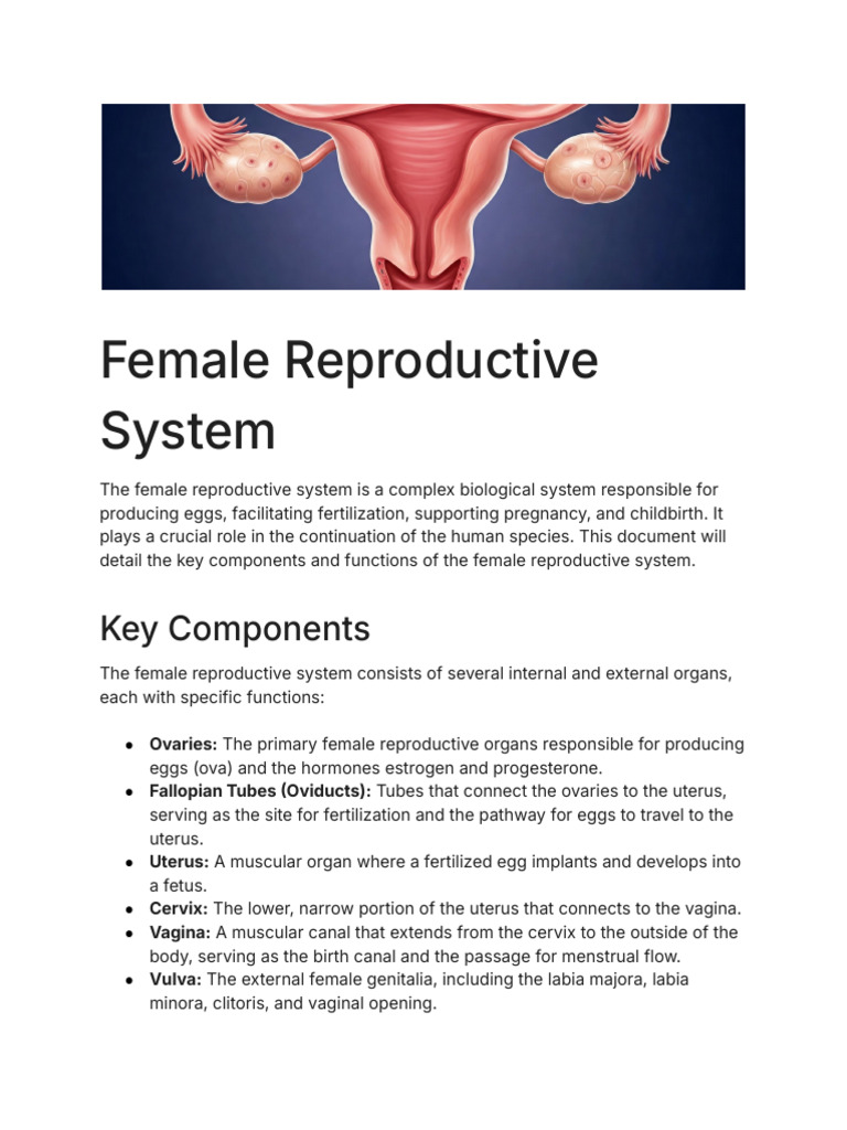 Female Reproductive System | PDF | Menstrual Cycle | Uterus