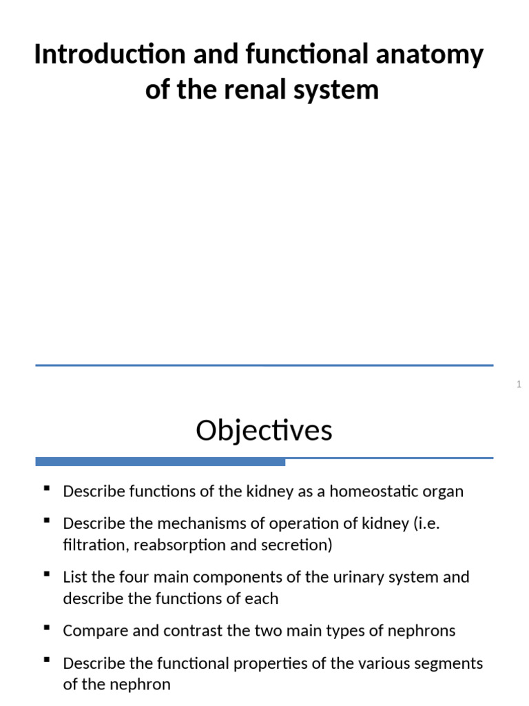 Introduction To The Renal System | PDF | Kidney | Homeostasis