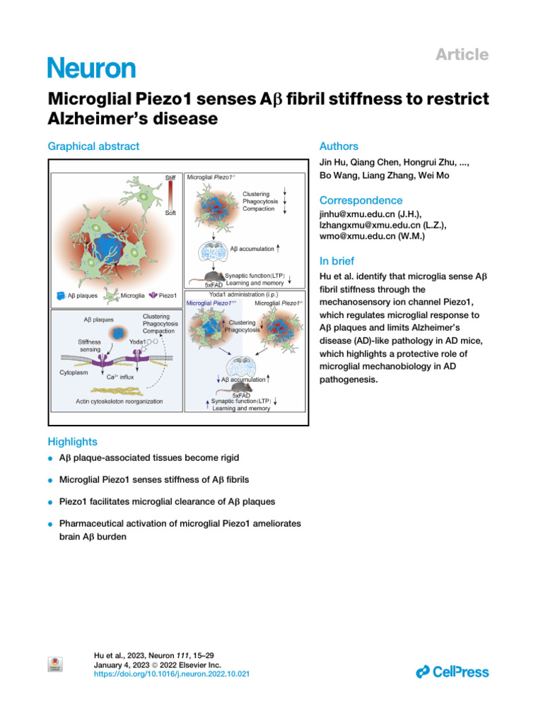 Articolo Yoda1 Cross BBB | PDF | Microglia | Atomic Force Microscopy